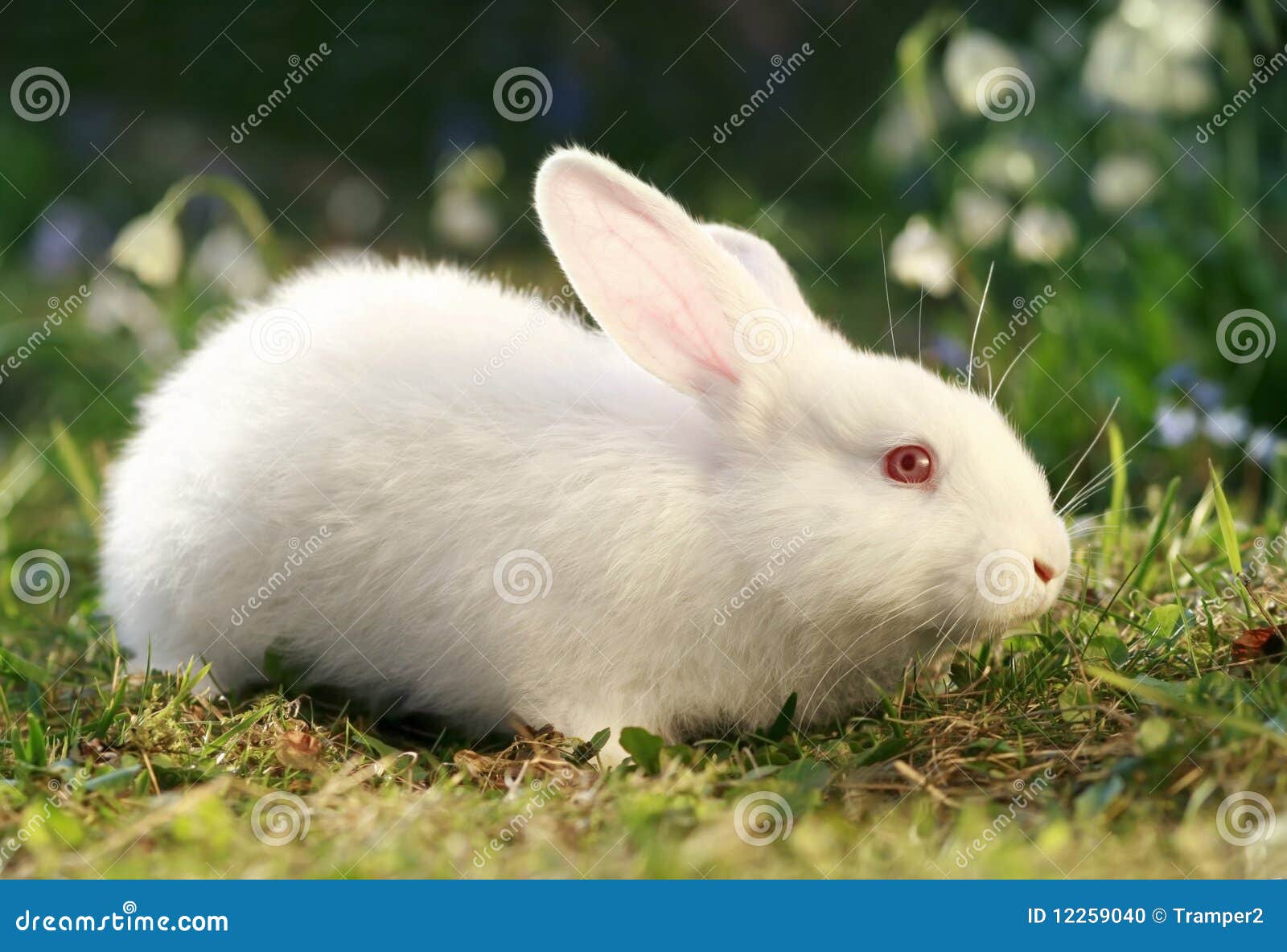 Lapin Snow-white photo stock. Image du petit, albinos - 12259040