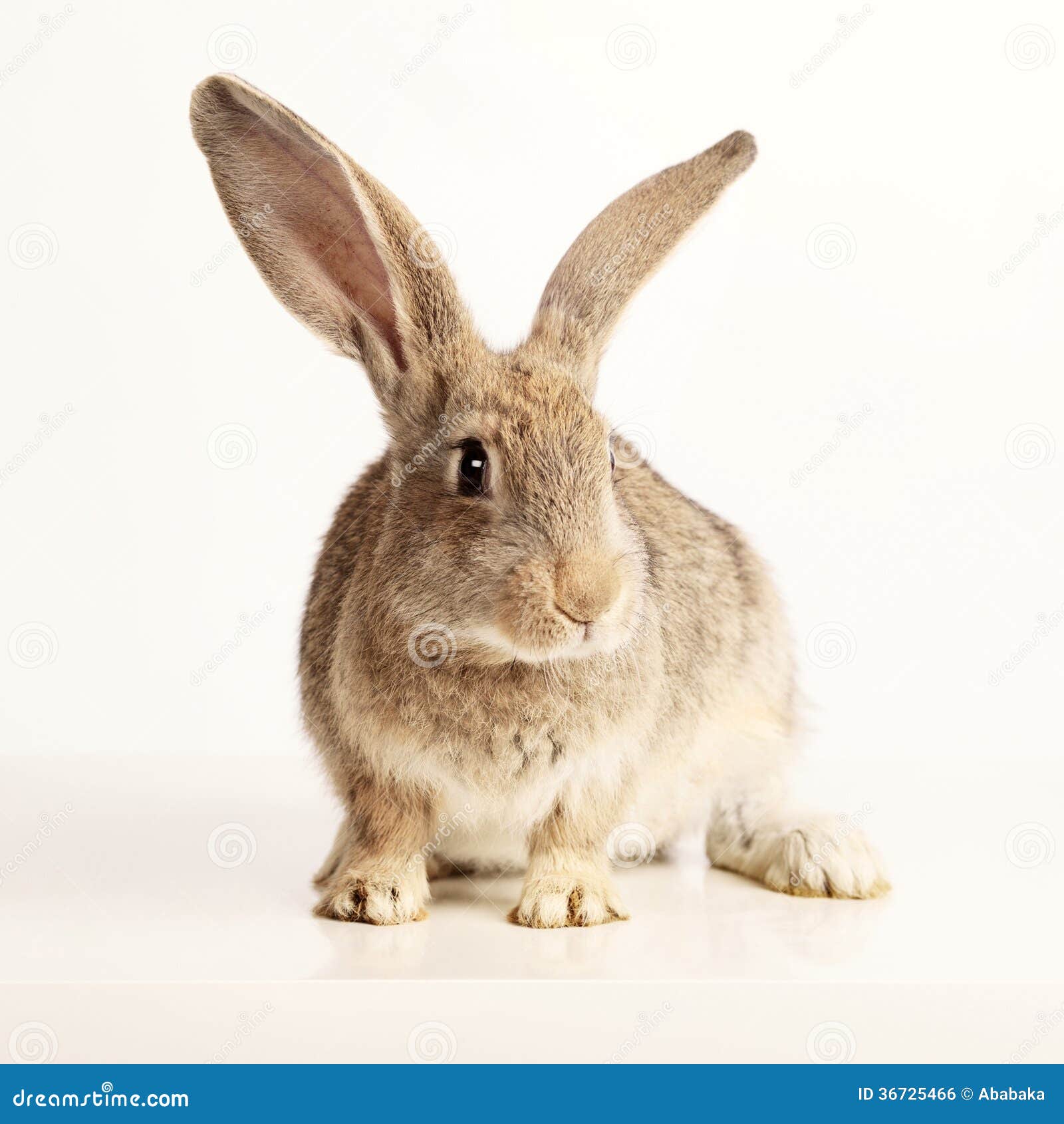 Lapin sur le fond blanc photo stock. Image du brun, complètement - 36725466