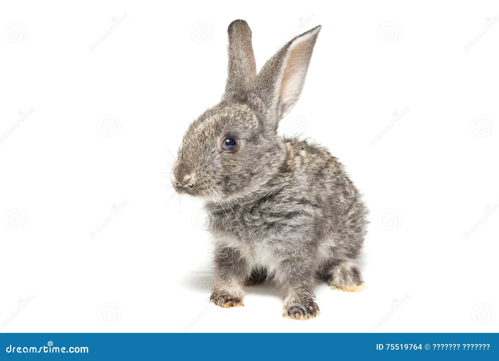 Lapin sur un fond blanc photo stock. Image of brun, beauté - 75519764