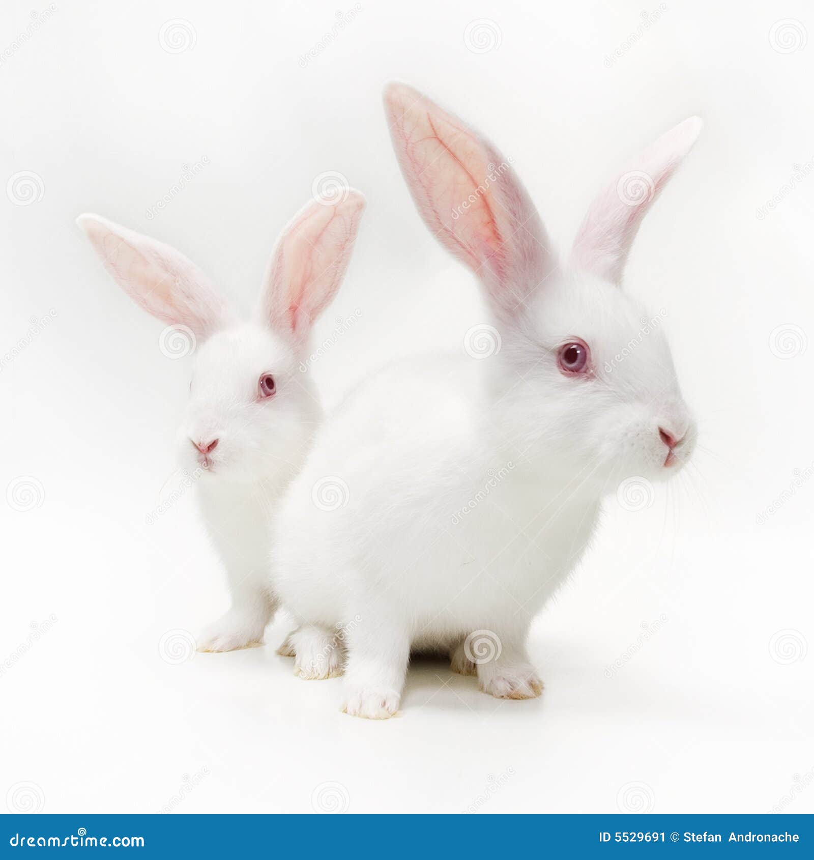 Lapins blancs image stock. Image du lapin, rouge, blanc - 5529691