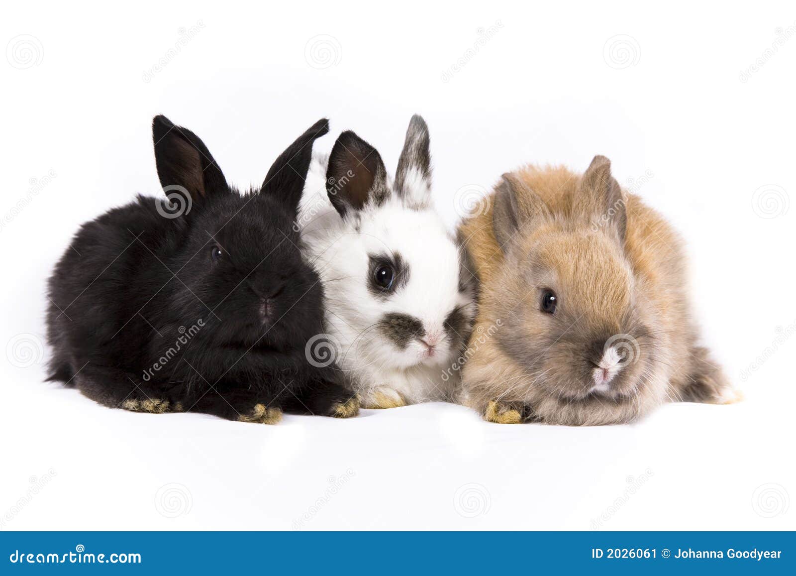 Lapins de lapin image stock. Image of surprendre, famille - 2026061