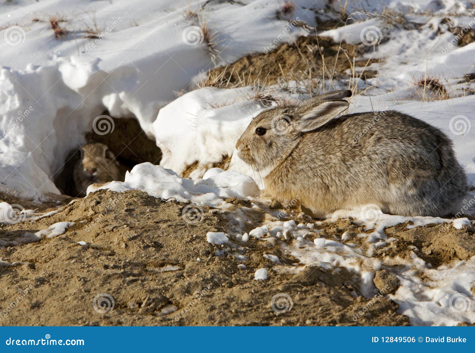 Lapins Et Terrier De Cottontial Photo stock - Image du adulte ...