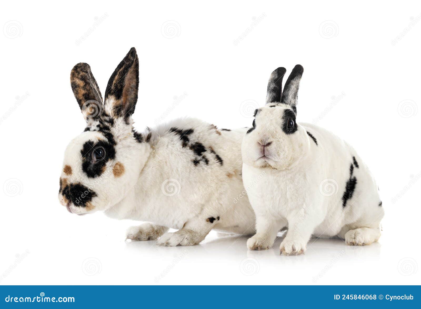 Lapins rex en studio photo stock. Image of lapin, grand - 245846068