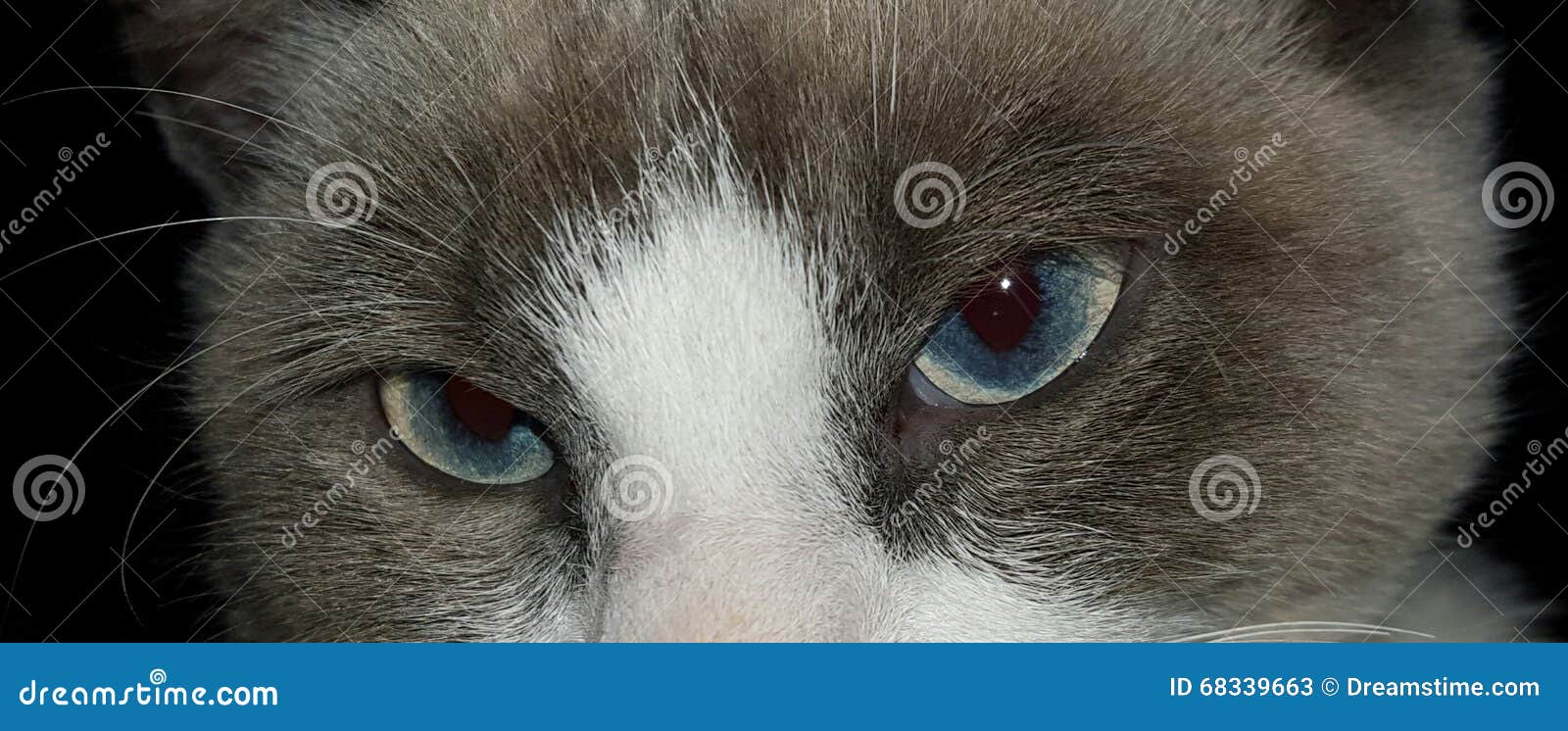 Lapis stock image. Image of blue, kitten, cute, eyes - 68339663