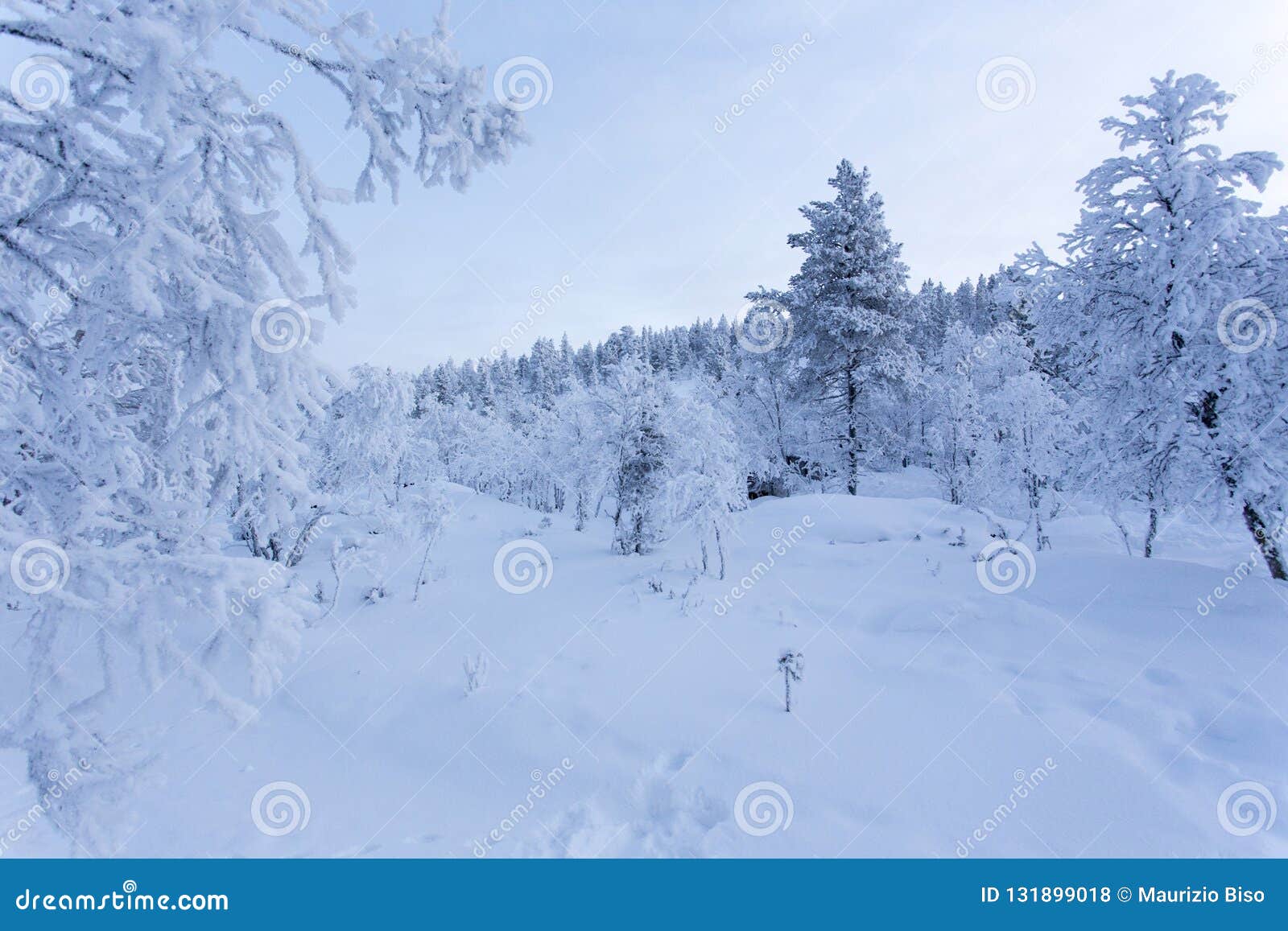 Lapland Landscape during Winter in Finland Stock Photo - Image of scene ...
