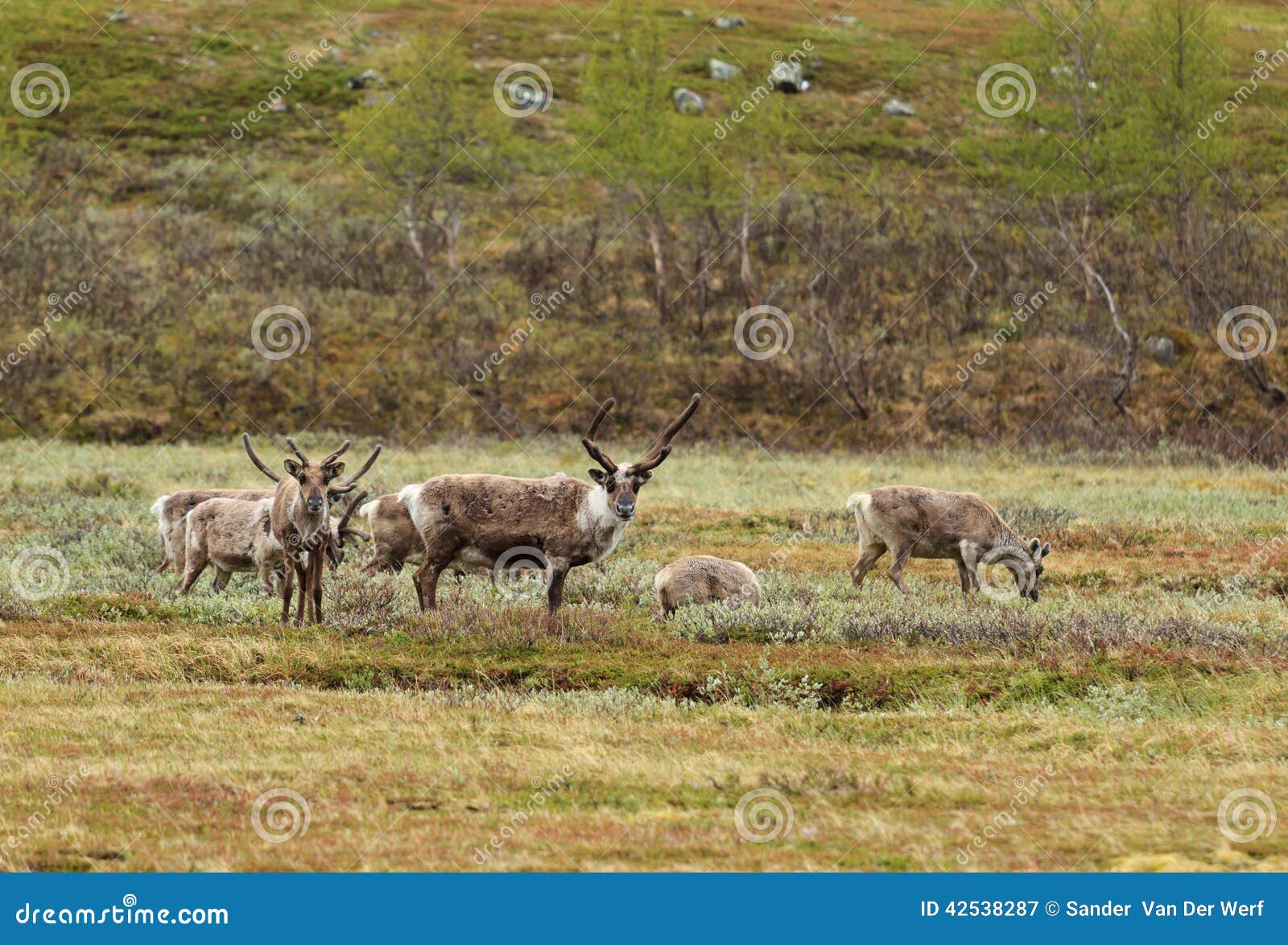Lapland reindeer. stock image. Image of horned, nordic - 42538287