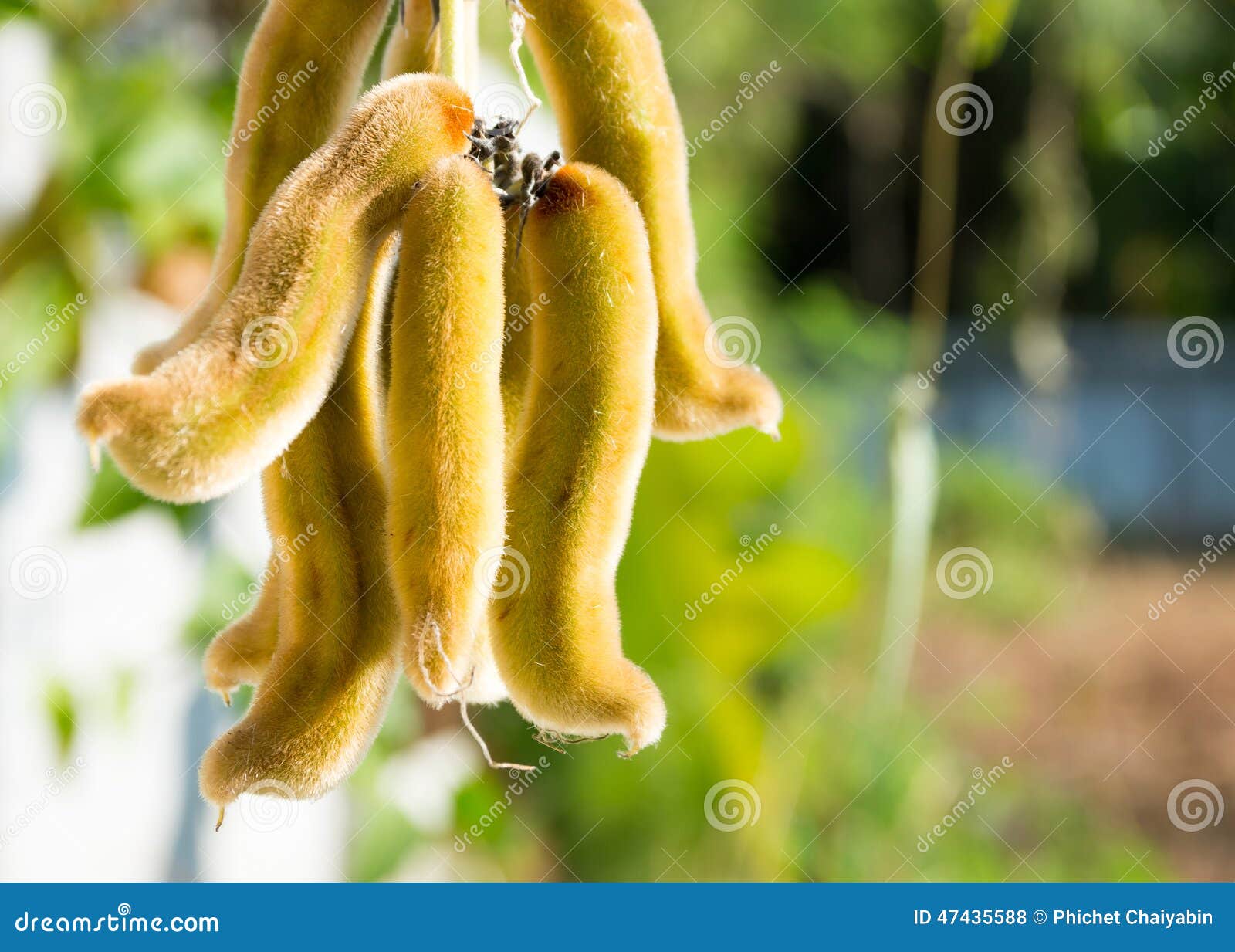 Laportea interrupta Chew stock photo. Image of irritate - 47435588