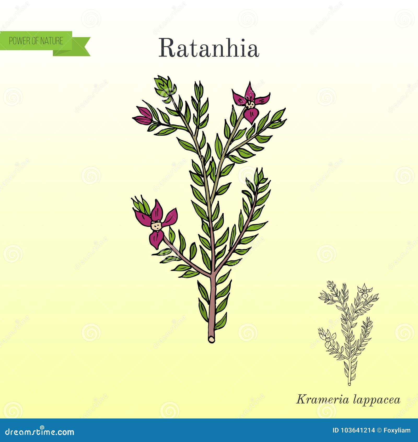 Lappacea De Rhatany Krameria, Planta Medicinal Ilustración del Vector ...