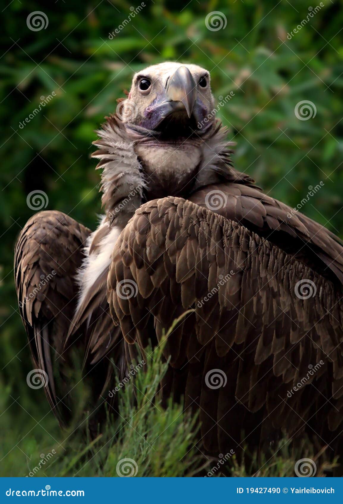 Lappet faced Vulture stock photo. Image of feathers, raptor - 19427490