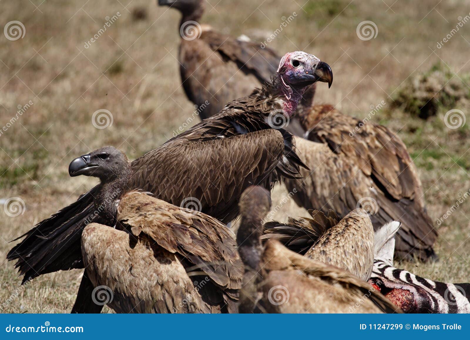 Lappet-faced Vulture Amongst White-backed Vultures Stock Image - Image ...