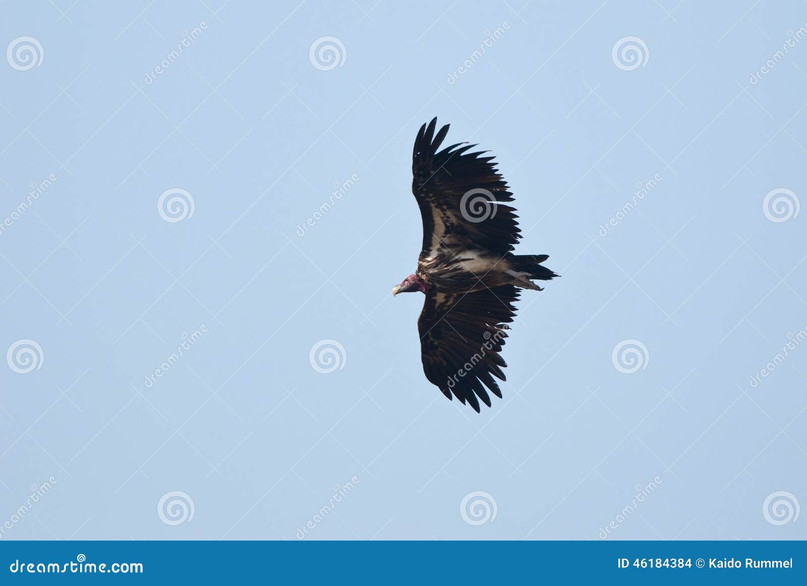 Vulture flying stock photo. Image of king, bird, endangered - 46184384