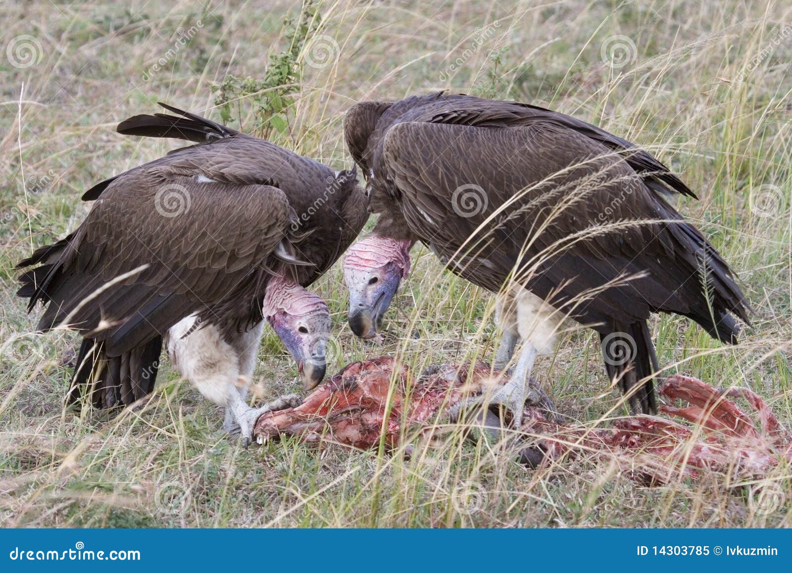 Lappet Faced Vulture Eating