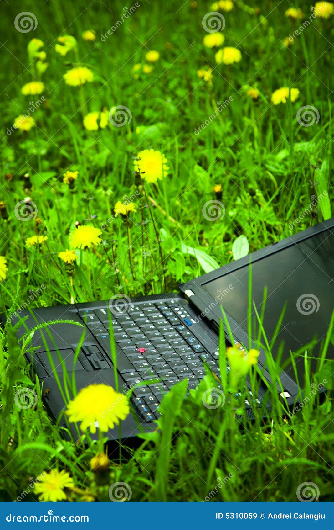 Laptop stock image. Image of computer, grass, mobility - 5310059