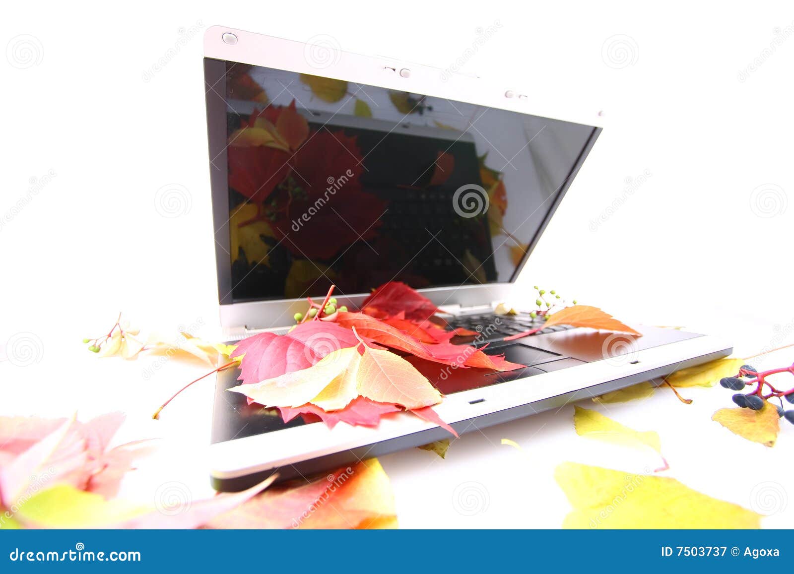 Laptop stock image. Image of computer, keyboard, fall - 7503737