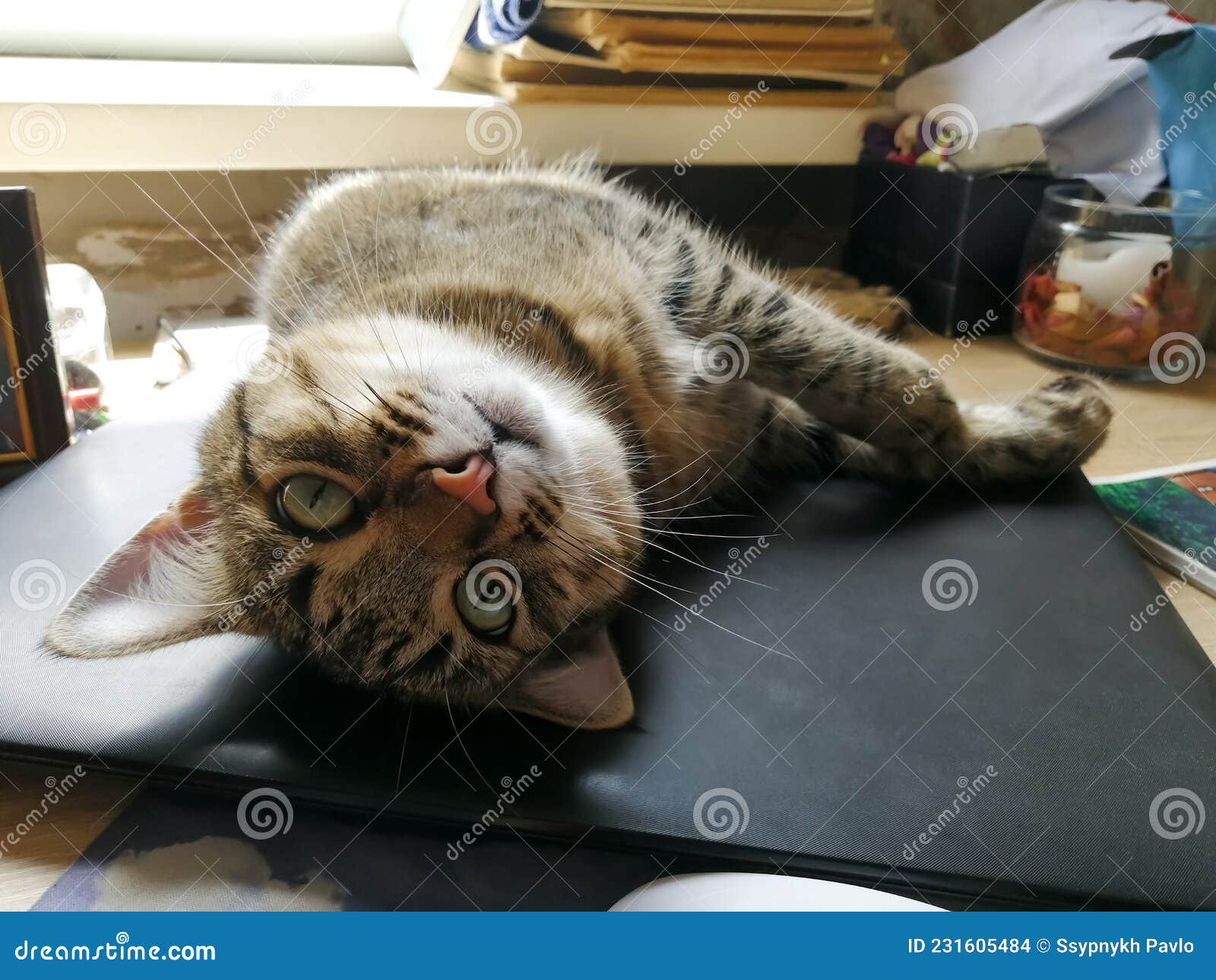 Striped Cat Collapsed on a Laptop in Front of the Window Stock Photo ...