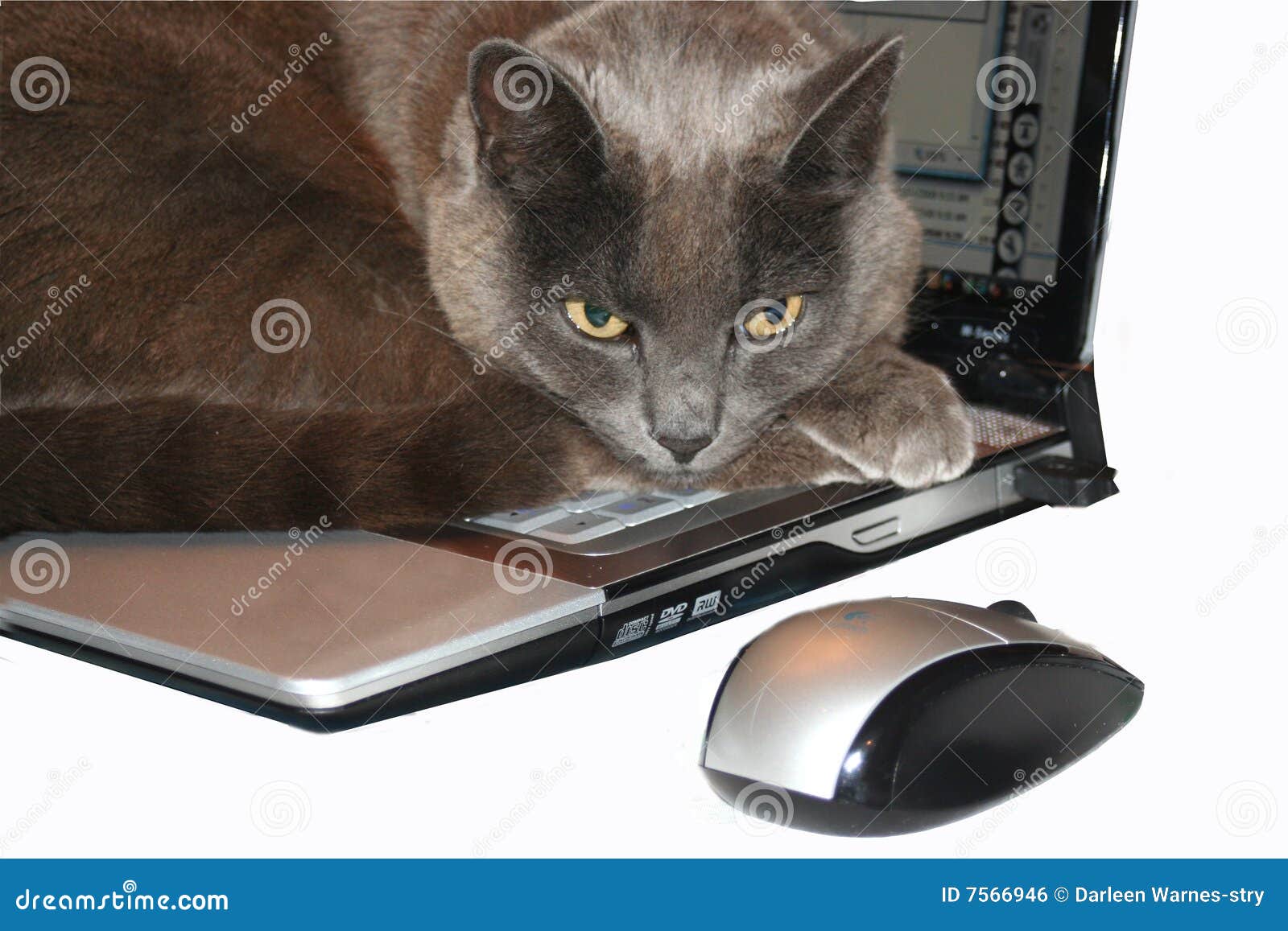 375 Break Time Cat Stock Photos - Free & Royalty-Free Stock Photos from ...