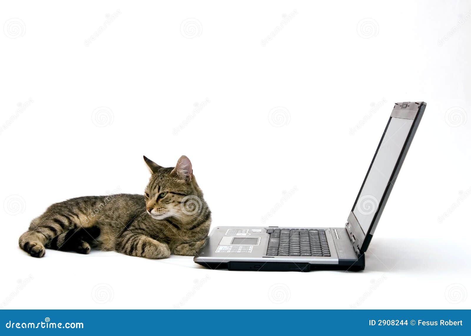 LAPTOP COMPUTER and Cat stock photo. Image of kitten, isolated - 2908244