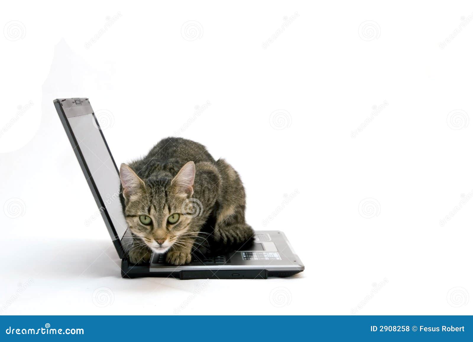 LAPTOP COMPUTER and Cat stock photo. Image of mirror, furry - 2908258
