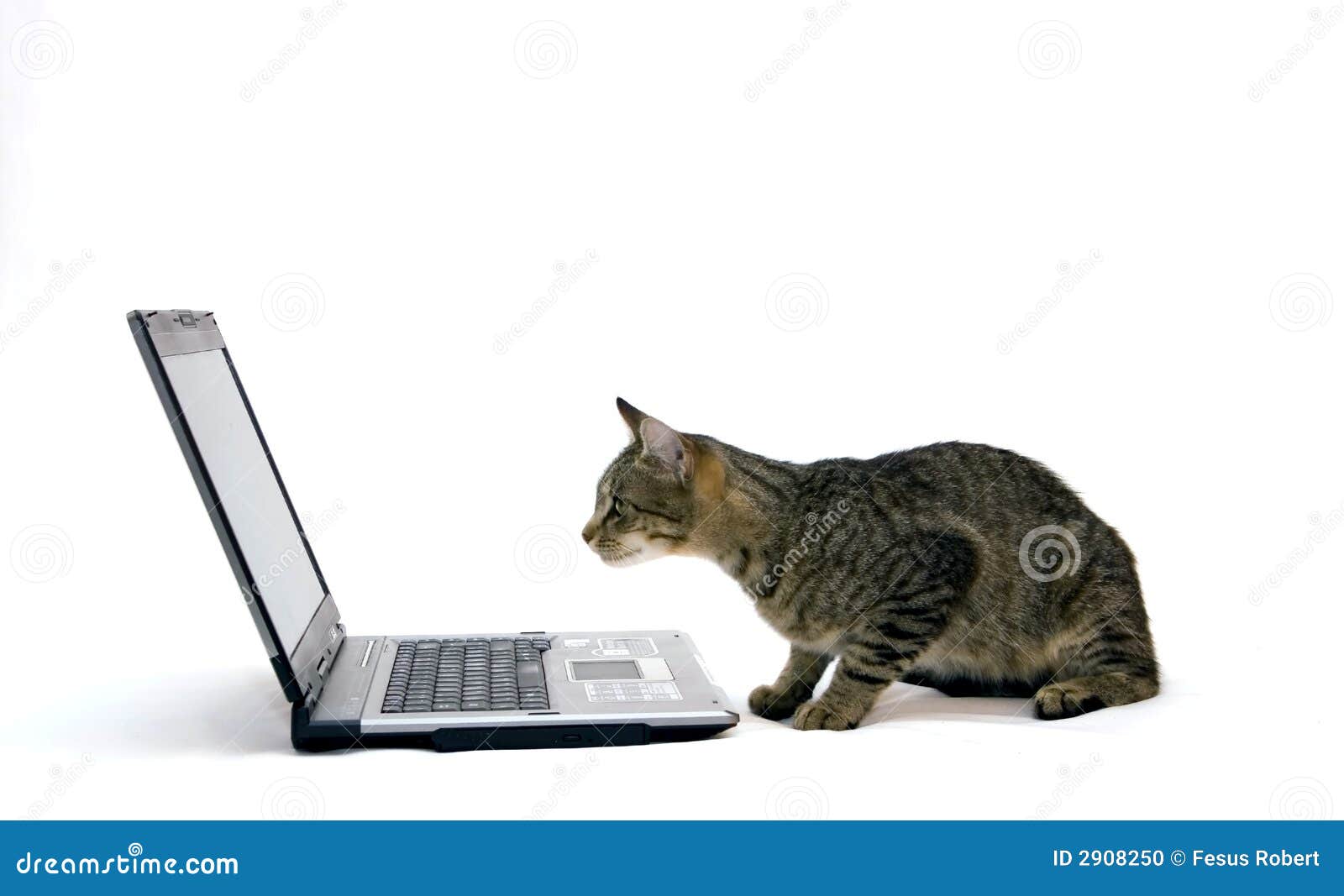LAPTOP-COMPUTER und Katze stockfoto. Bild von bildschirmanzeige - 2908250