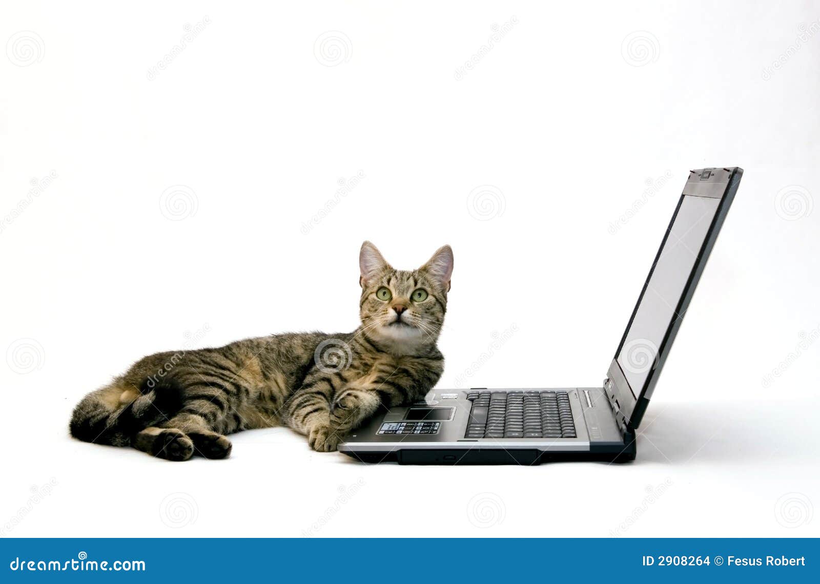 LAPTOP-COMPUTER und Katze stockfoto. Bild von kommunikation - 2908264