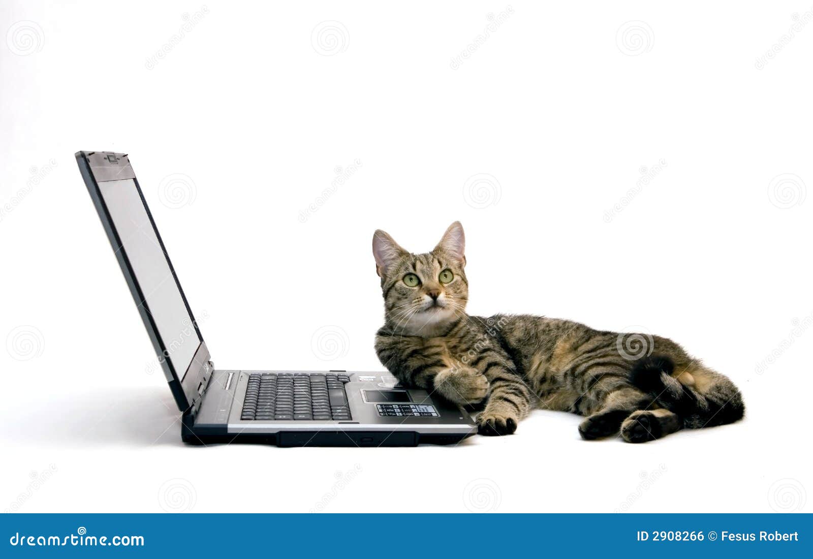 LAPTOP-COMPUTER und Katze stockfoto. Bild von getrennt - 2908266