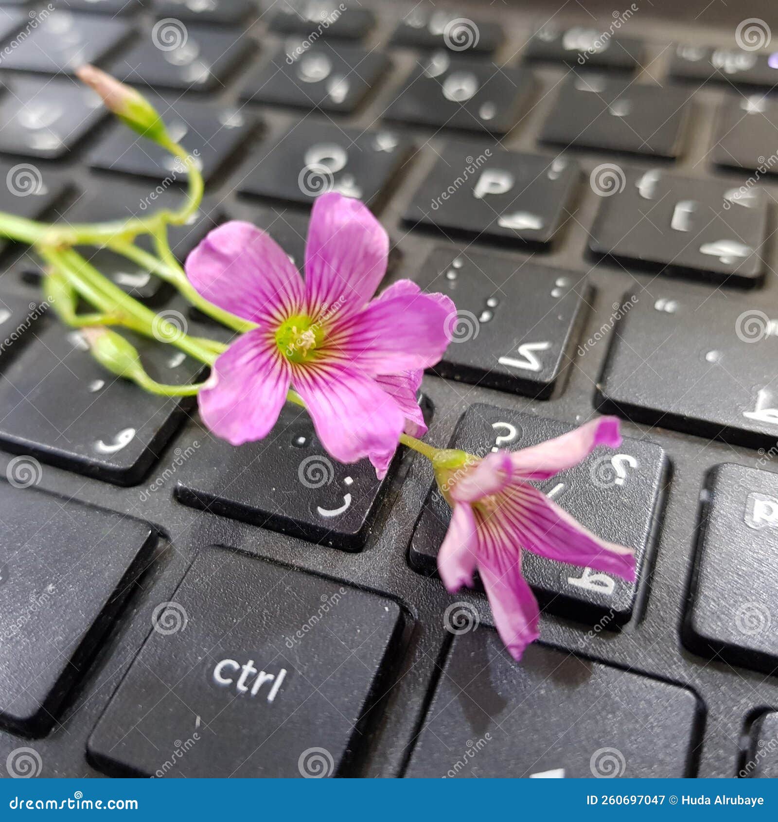 Laptop flowers pink stock image. Image of finger, laptop - 260697047