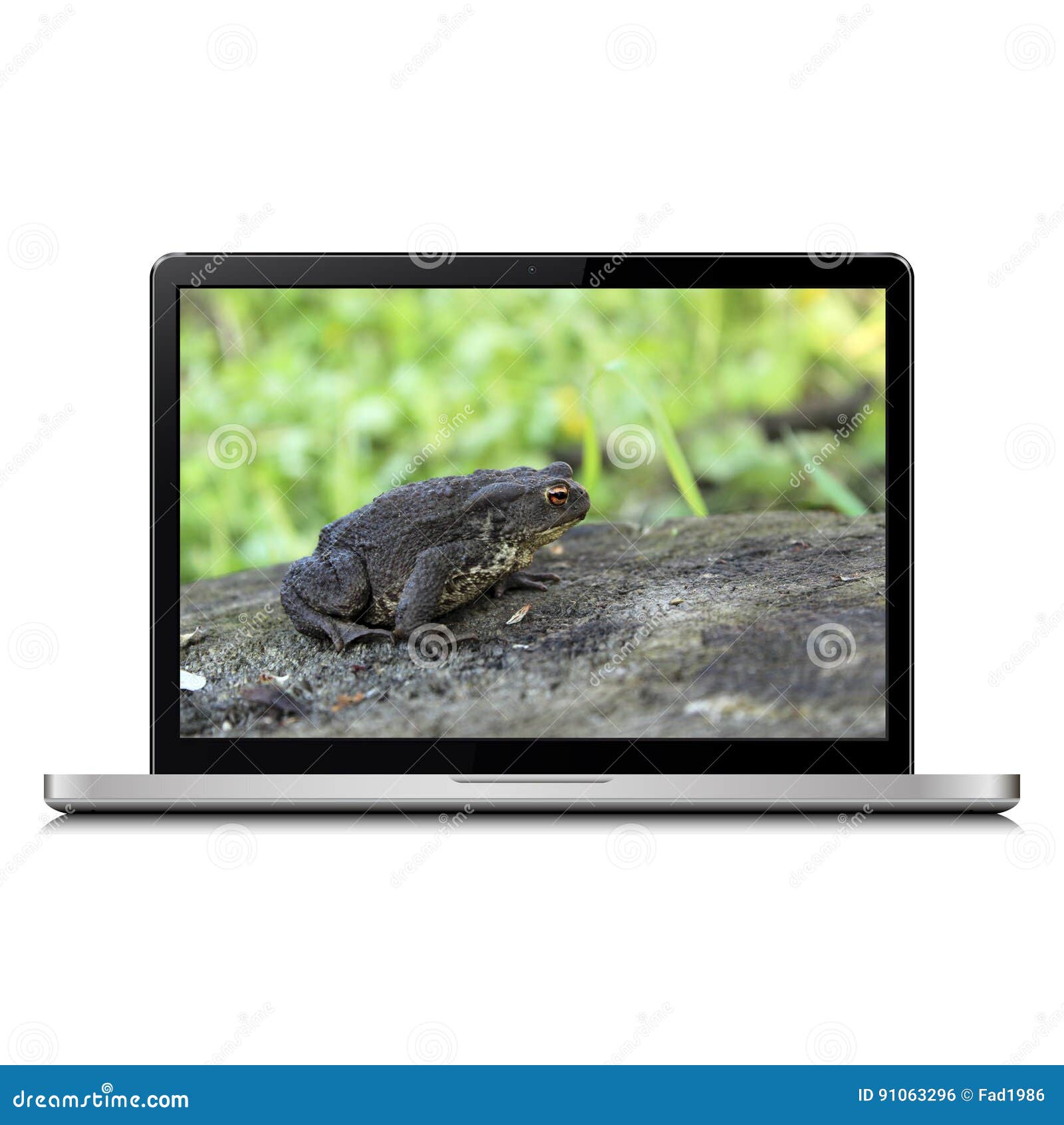 Laptop with frog on screen stock photo. Image of amphibian - 91063296