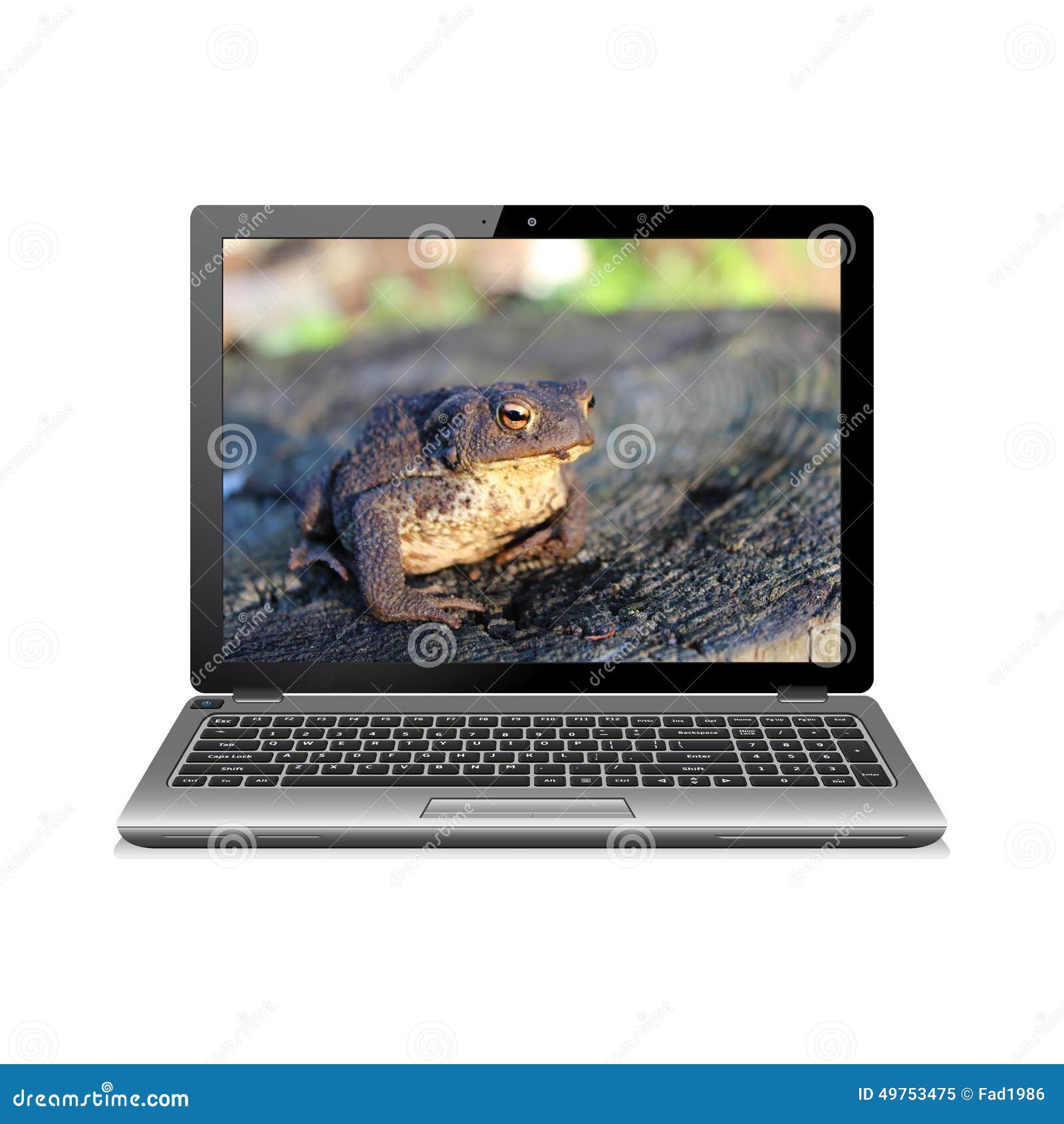 Laptop with frog on screen stock image. Image of electronic - 49753475