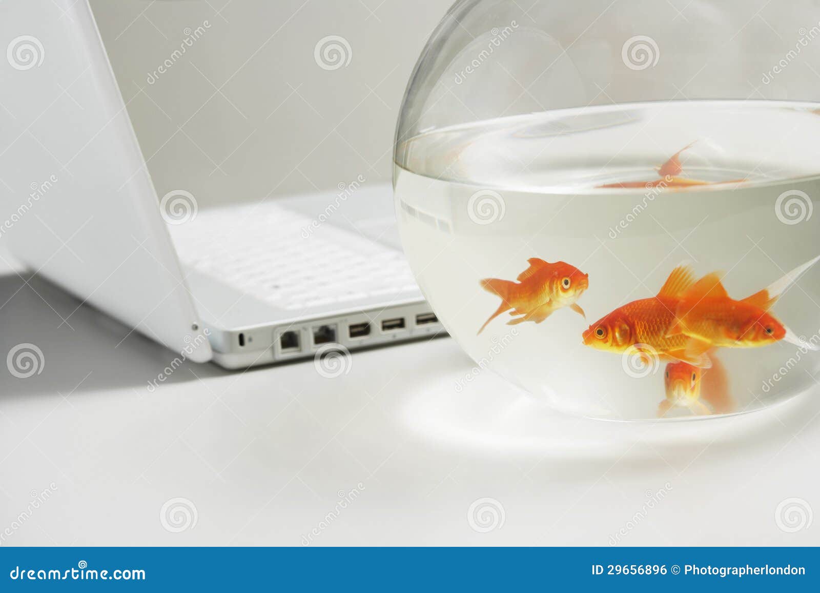 Laptop and Goldfish in Bowl Stock Photo - Image of beautiful, bowl ...