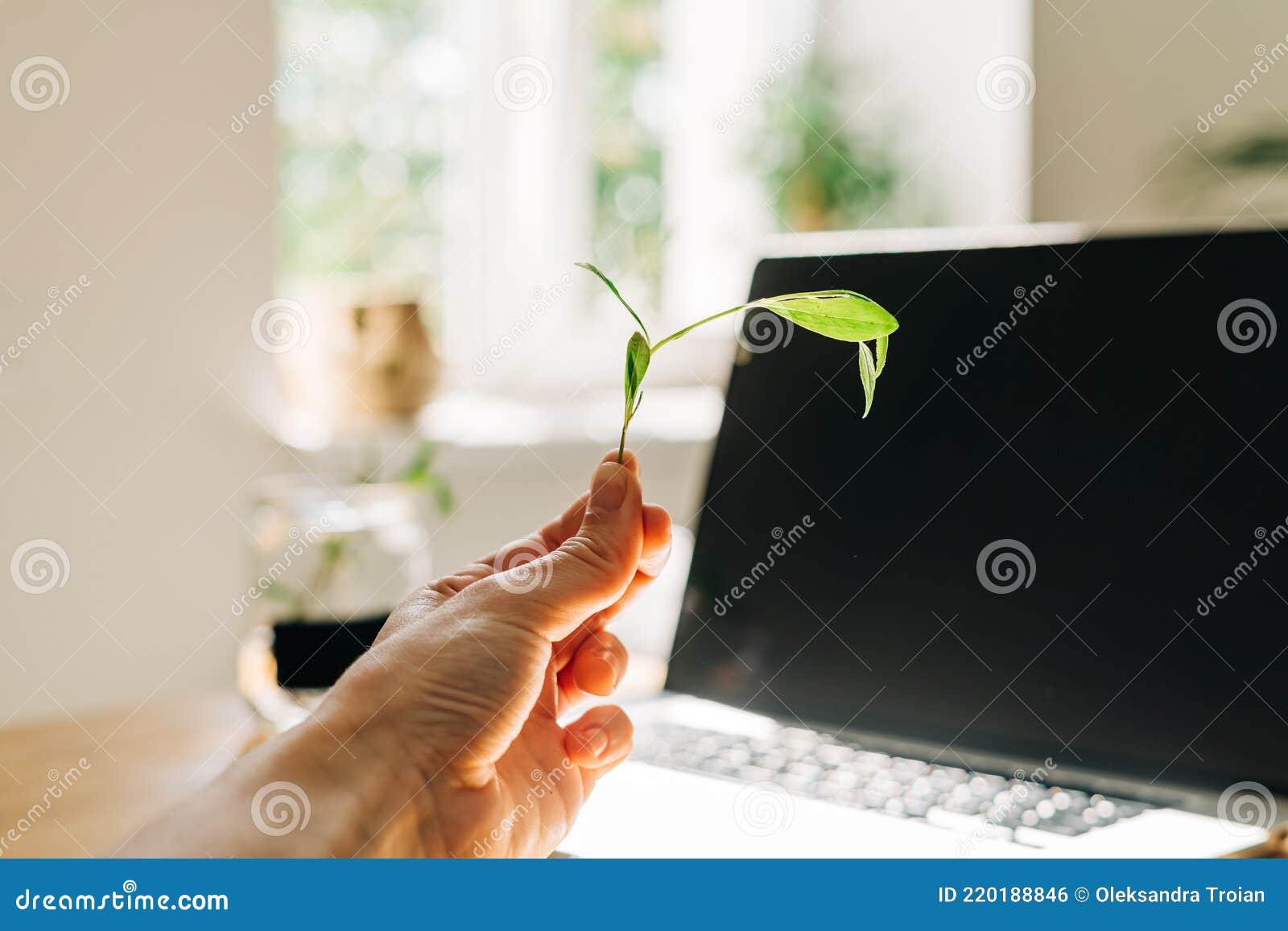 Laptop Keyboard with Plant Growing on it. Green it Computing Concept ...