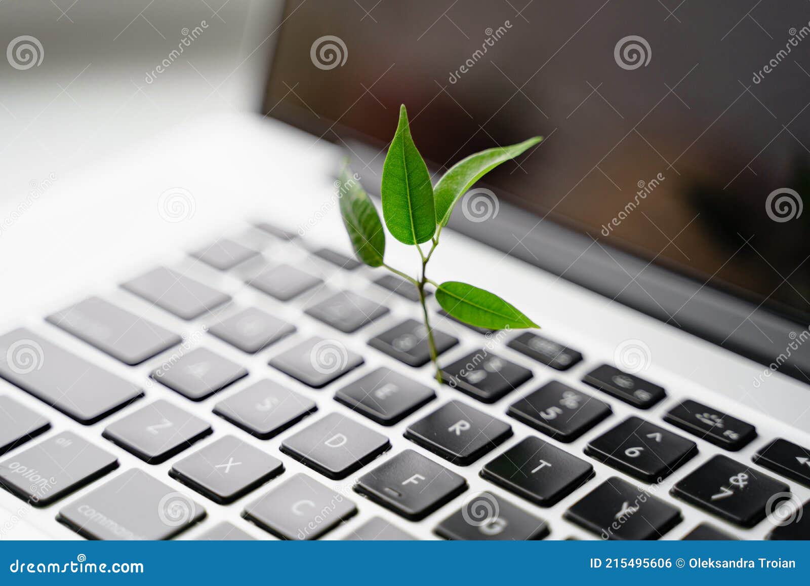 Laptop Keyboard with Plant Growing on it. Green it Computing Concept ...