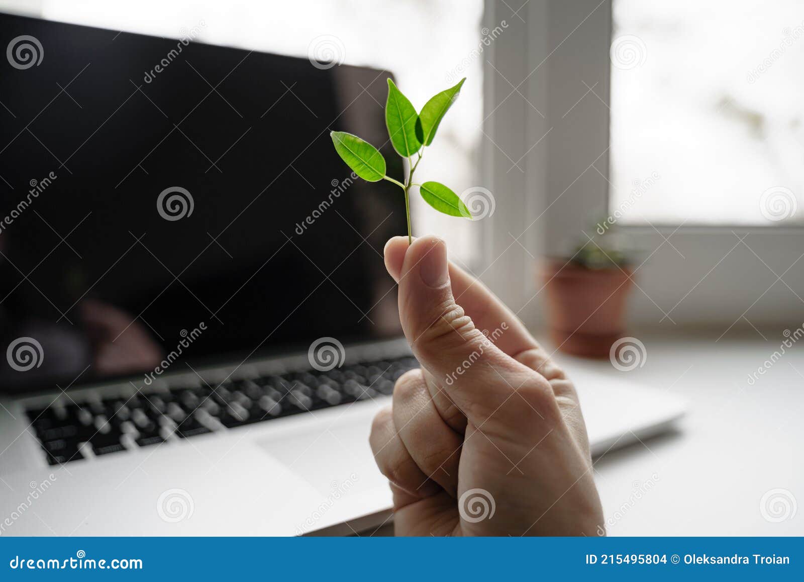 Laptop Keyboard with Plant Growing on it. Green it Computing Concept ...