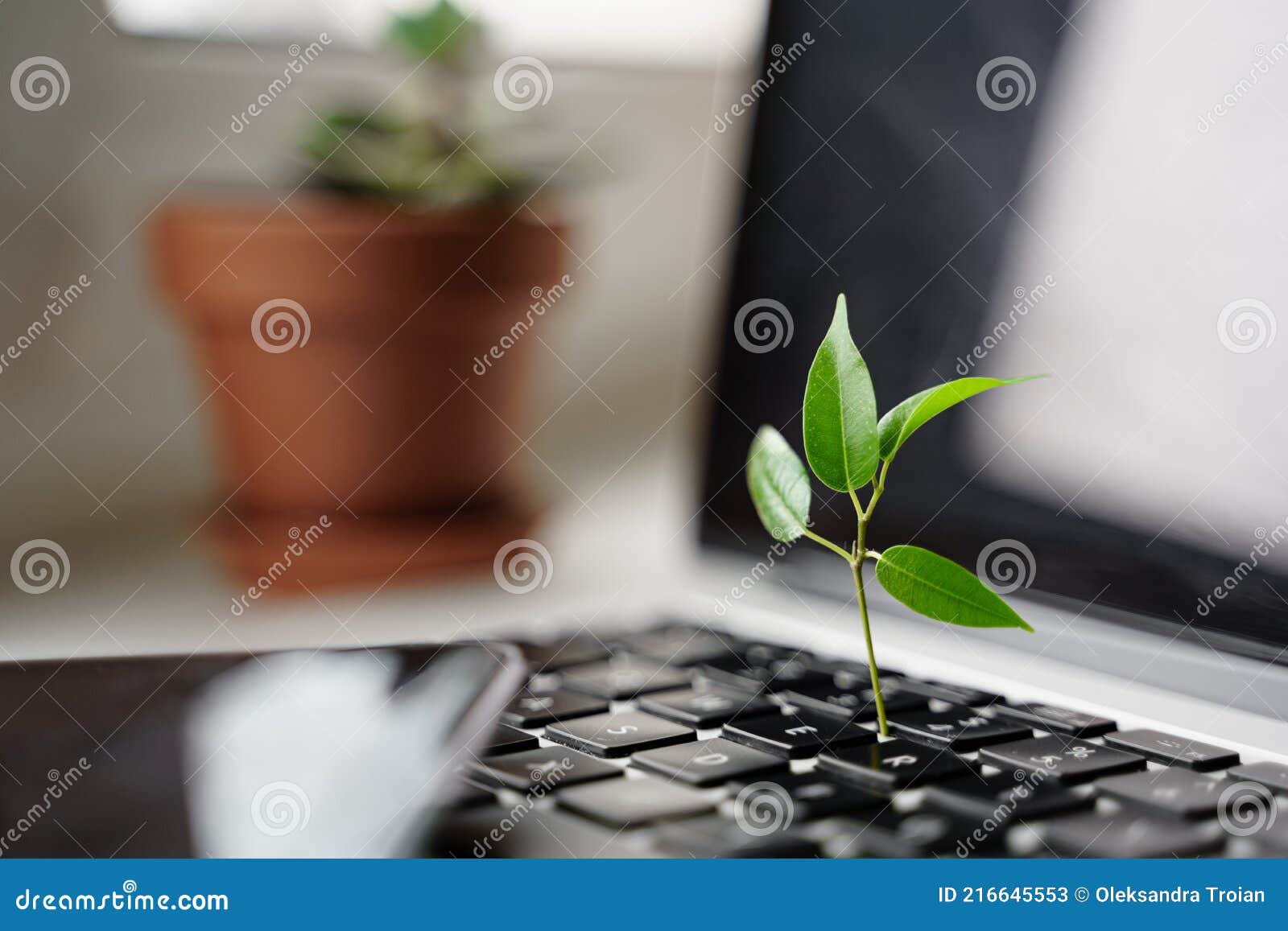 Laptop Keyboard with Plant Growing on it. Green it Computing Concept ...
