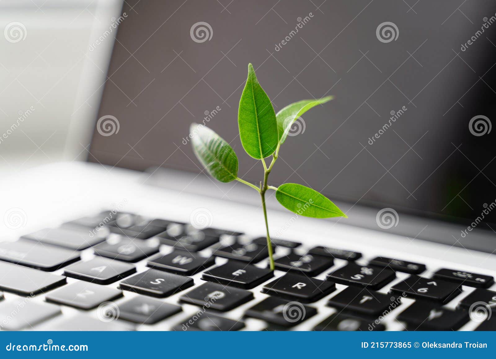 Laptop Keyboard with Plant Growing on it. Green it Computing Concept ...
