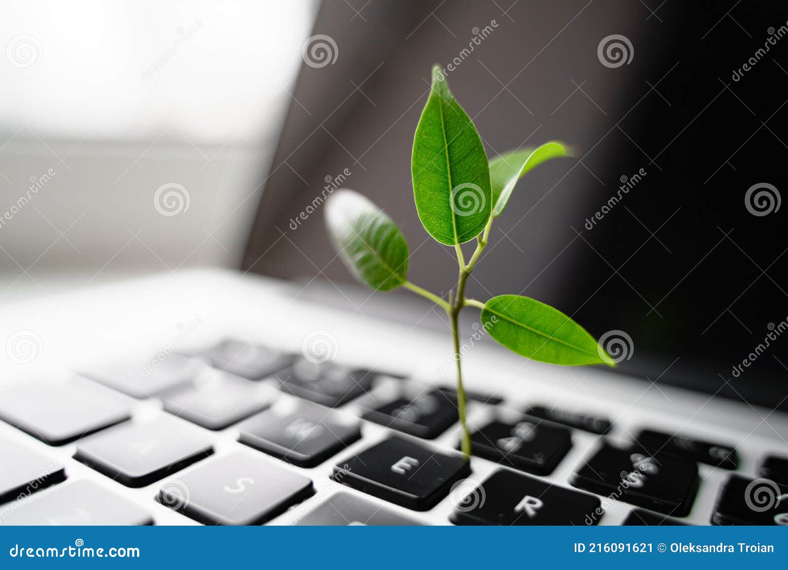 Laptop Keyboard with Plant Growing on it. Green it Computing Concept ...