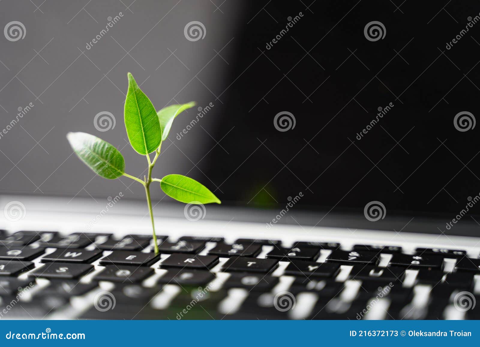 Laptop Keyboard with Plant Growing on it. Green it Computing Concept ...
