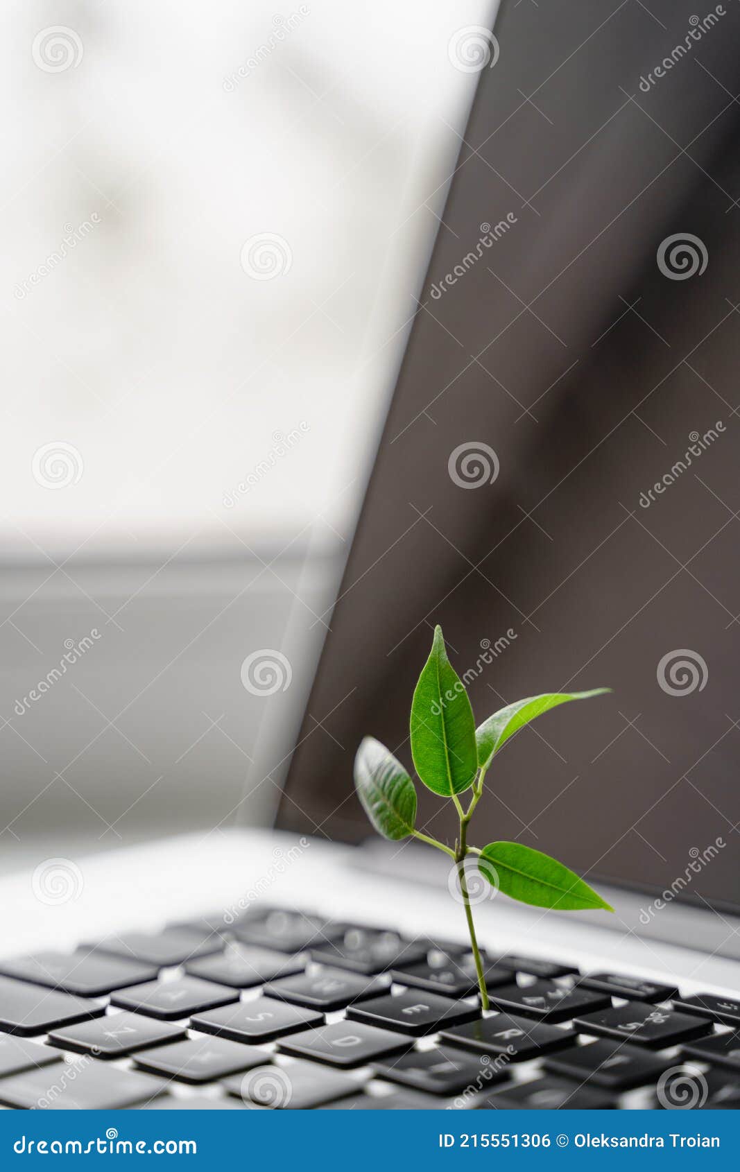 Laptop Keyboard with Plant Growing on it. Green it Computing Concept ...