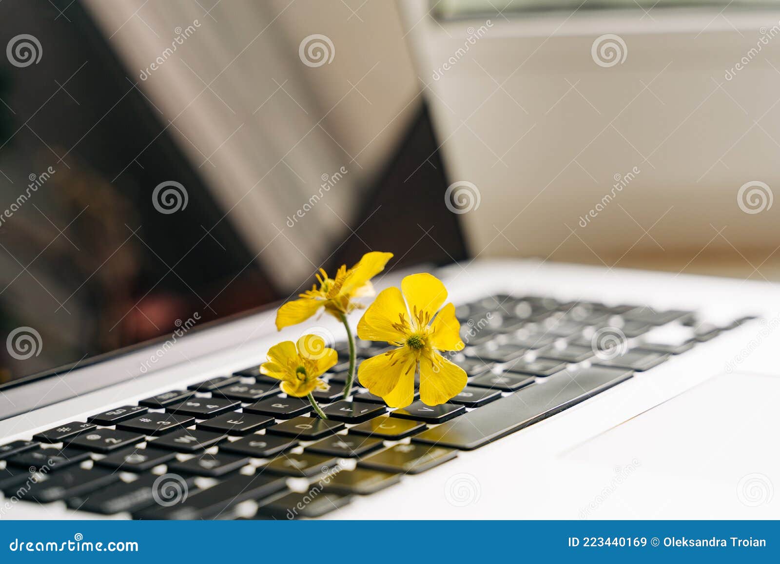 Laptop Keyboard with Yellow Flower Growing on it. Green it Computing ...
