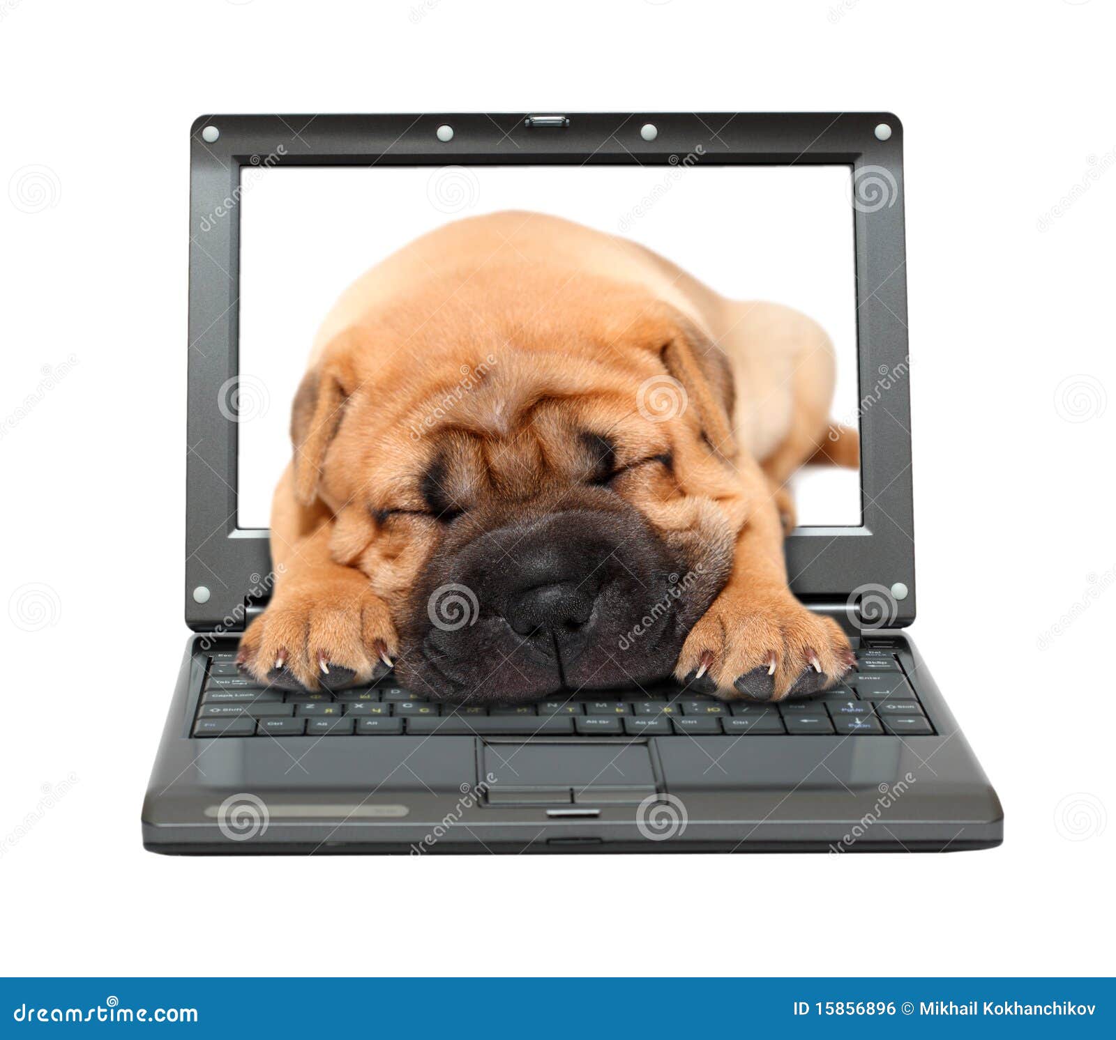 Laptop with Sleeping Puppy Dog Stock Photo - Image of sleeping, gray ...