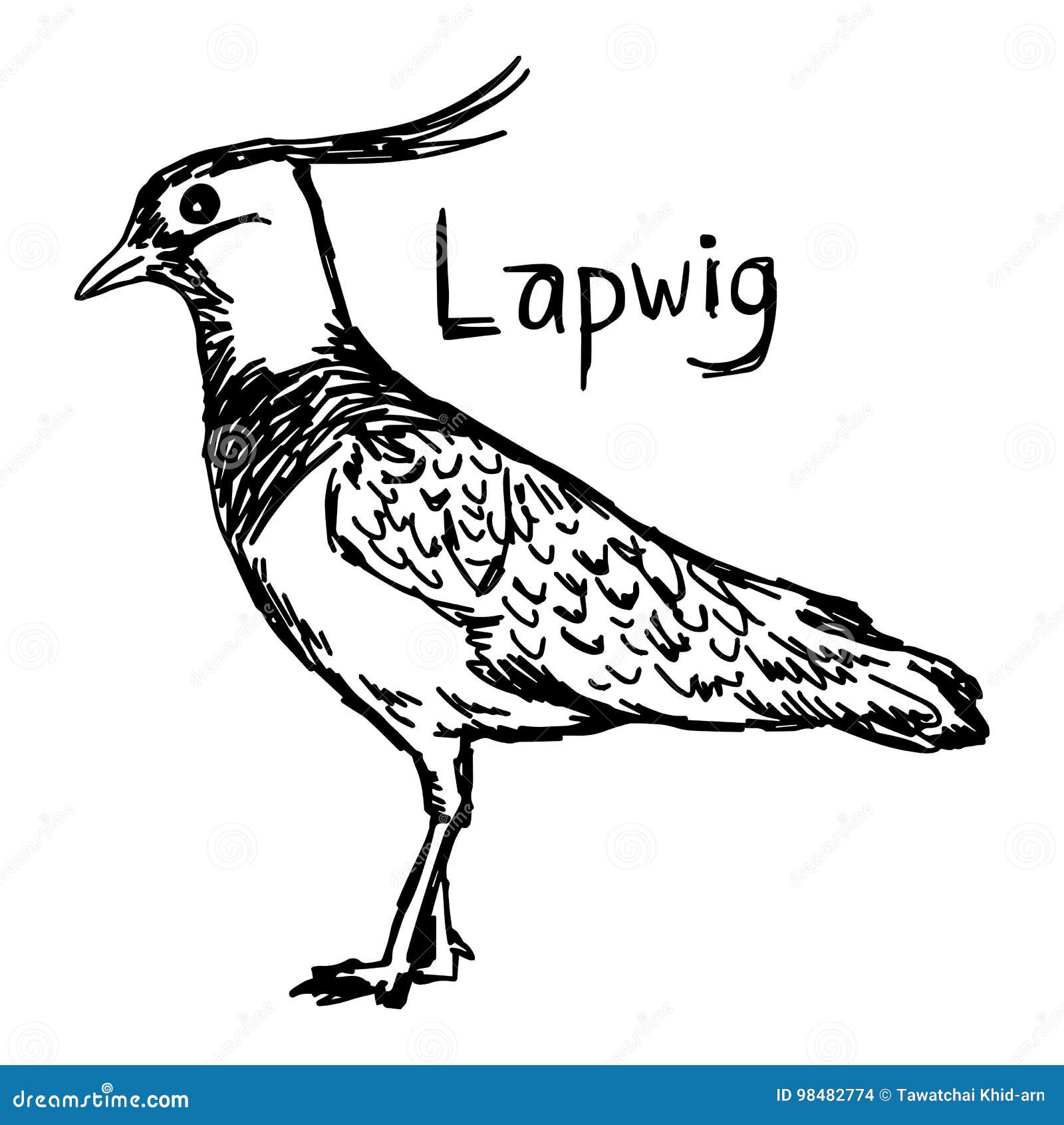Lapwing, Vintage Illustration | CartoonDealer.com #163286088