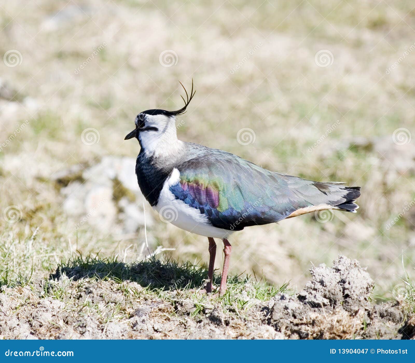 Lapwing stock image. Image of lapwing, wing, sunshine - 13904047