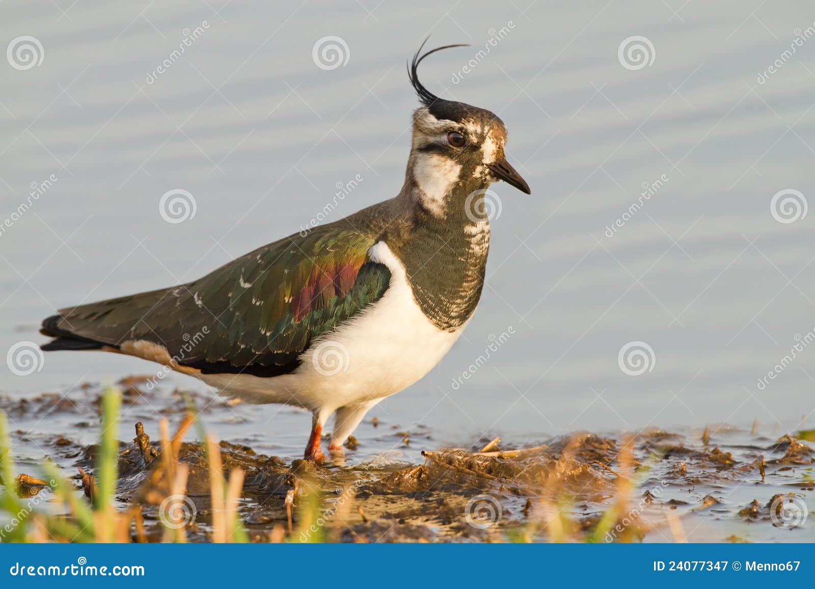 Lapwing stock image. Image of beak, crest, european, colorful - 24077347