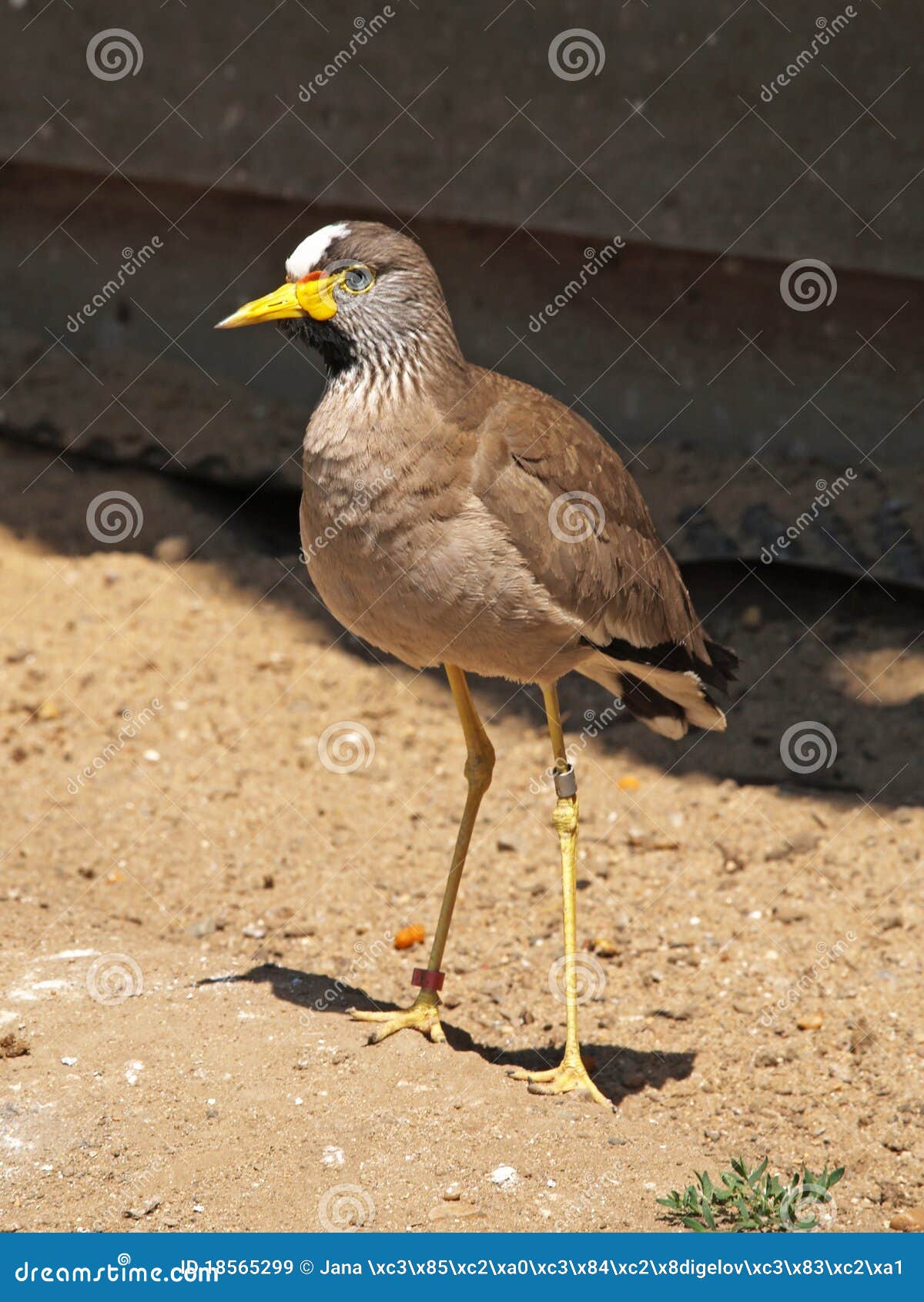 Lapwing bird stock image. Image of lapwing, peewit, senegal - 18565299