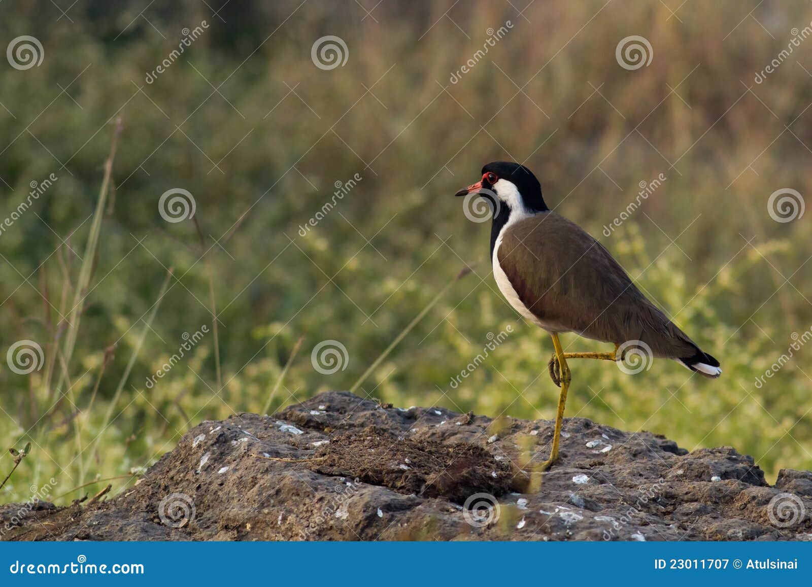 Lapwing Bird stock image. Image of bill, feather, fishing - 23011707
