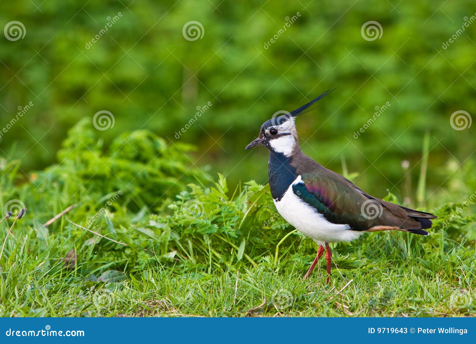 Lapwing bird on the grass stock image. Image of colorful - 9719643