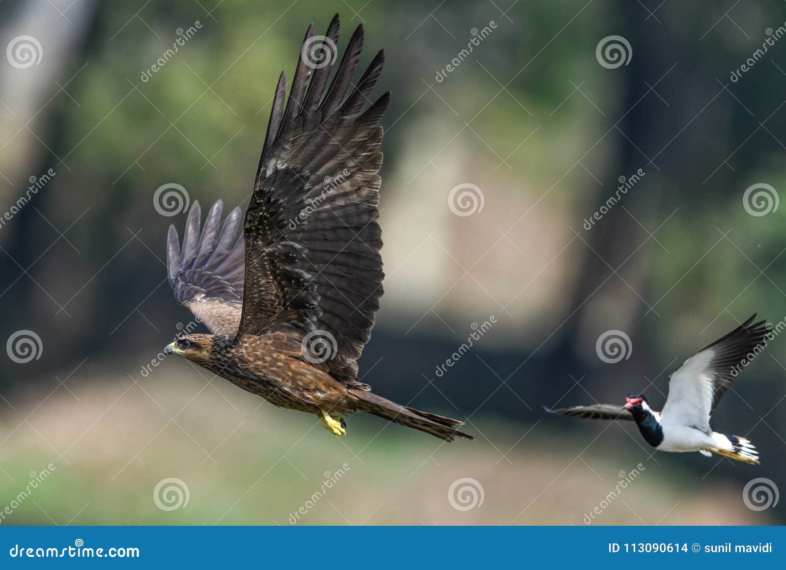 Lapwing chasing kite stock photo. Image of black, lake - 113090614