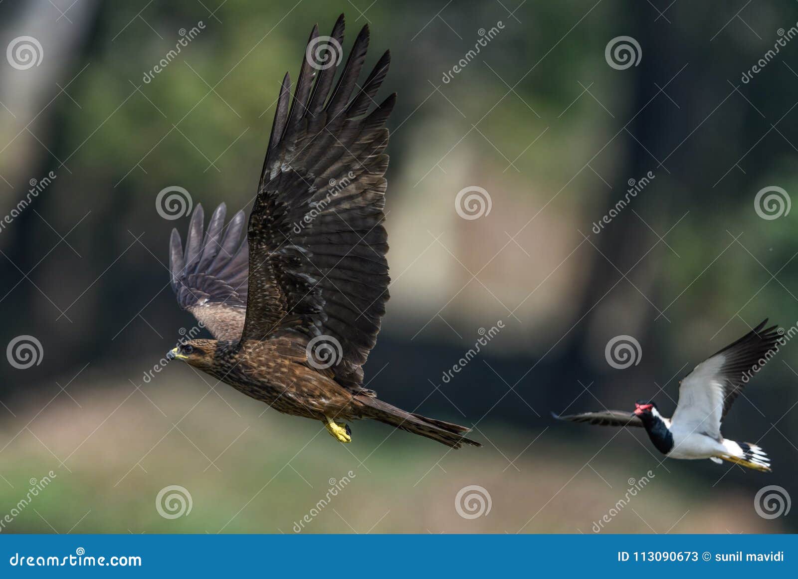 Lapwing chasing kite stock image. Image of action, flight - 113090673
