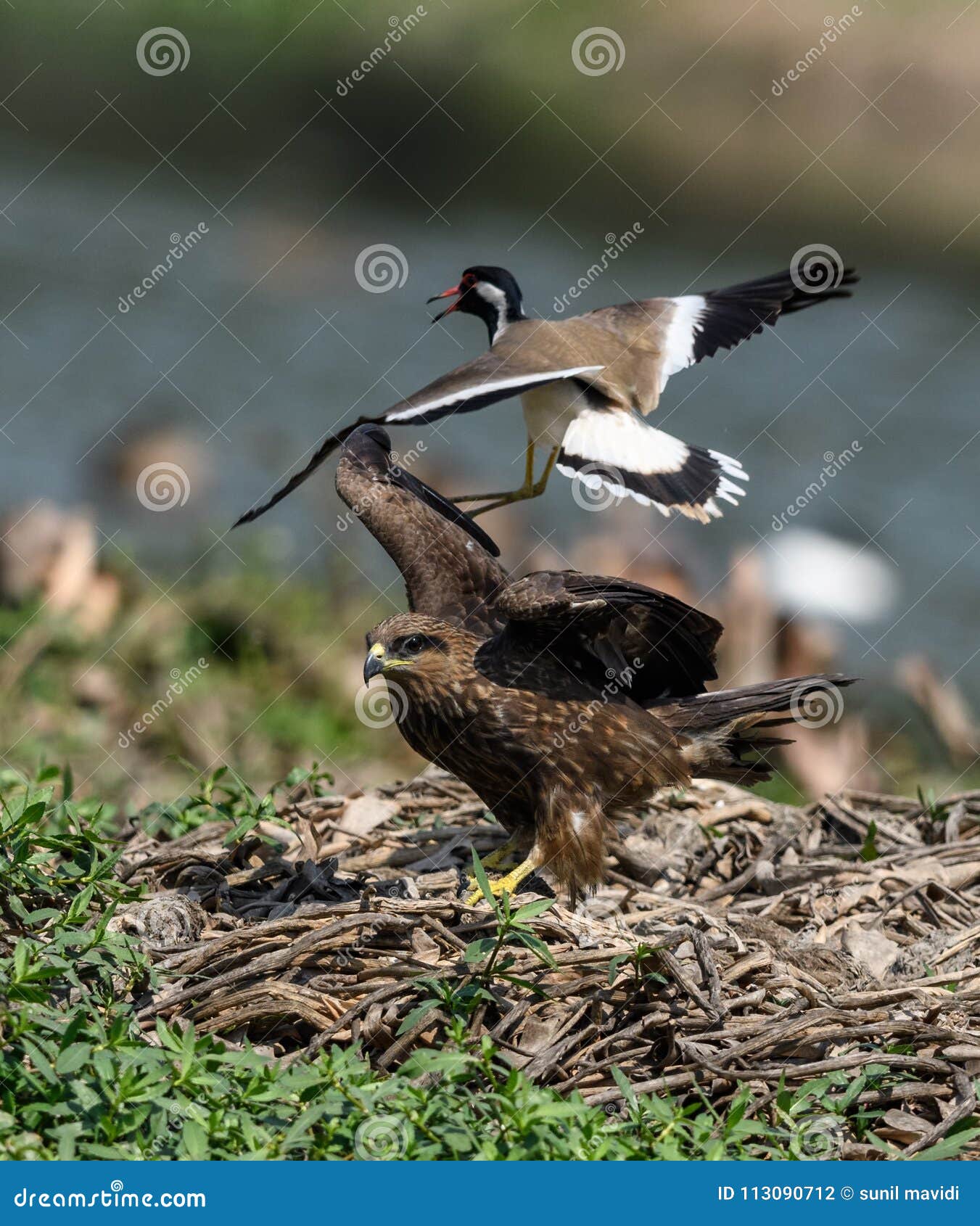 Lapwing chasing kite stock photo. Image of india, kite - 113090712