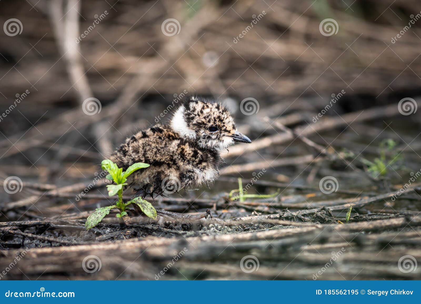 Lapwing Chick Hiding in the Grass Stock Image - Image of peewit, fauna ...