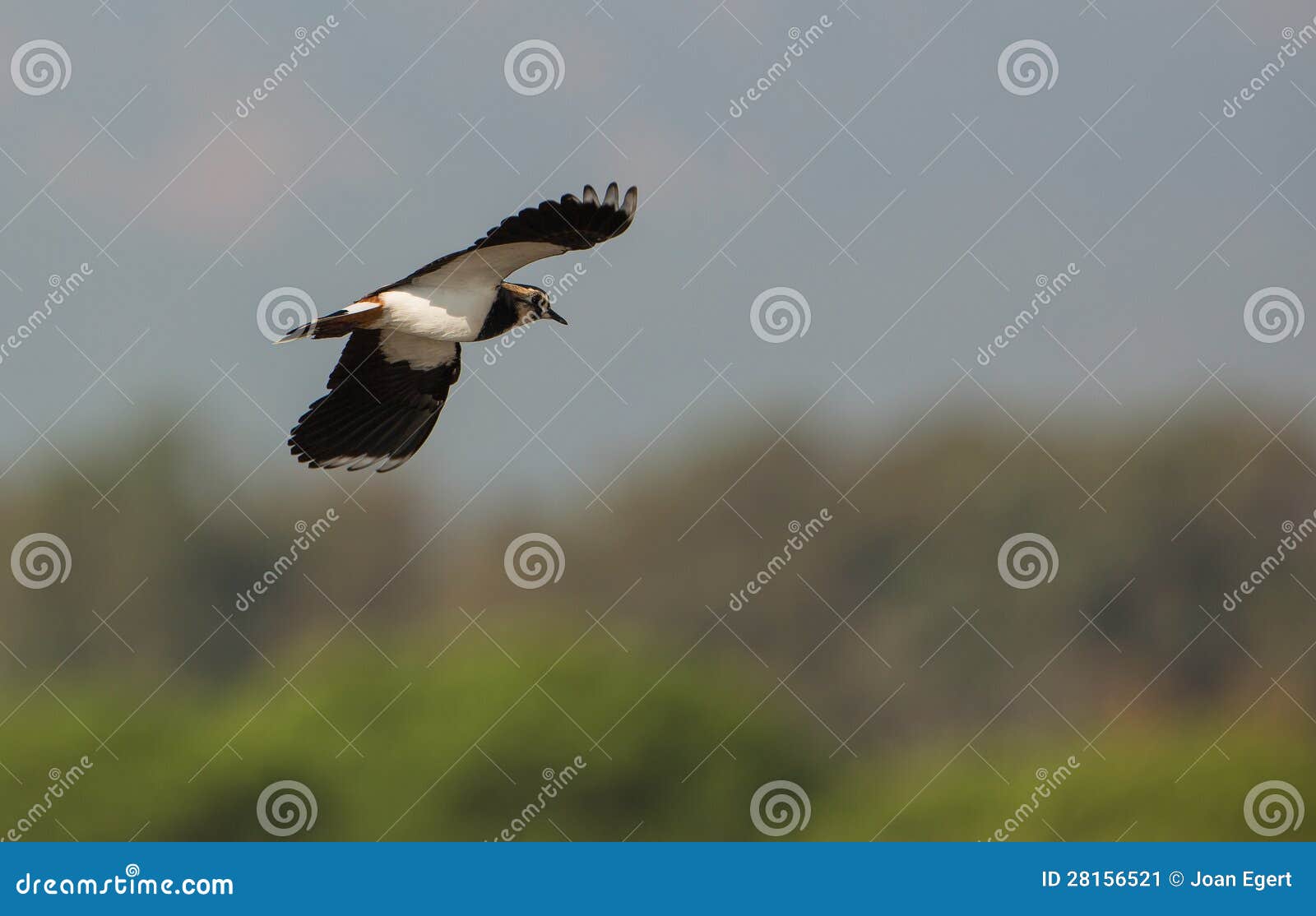 Lapwing in flight stock image. Image of color, delta - 28156521
